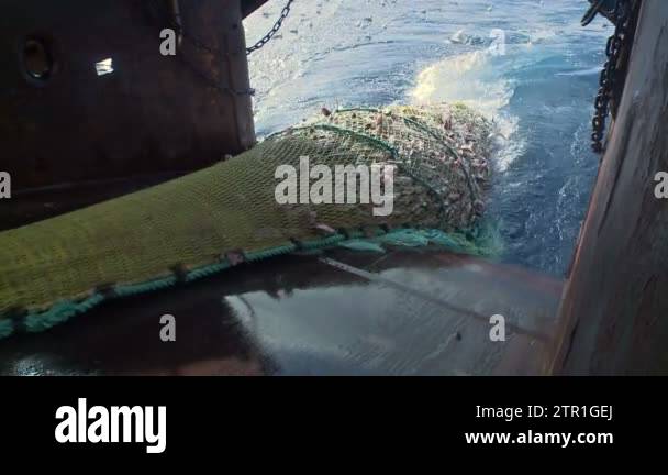 Trawl fish Stock Videos & Footage - HD and 4K Video Clips - Alamy
