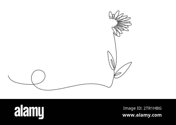 animated continuous single line drawing of daisy flower, line art ...