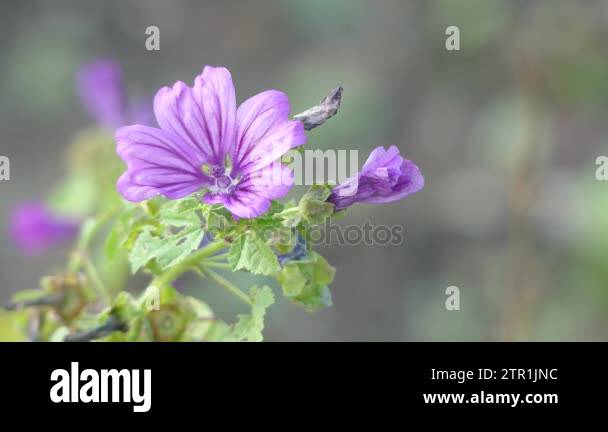 Malva sylvestris is species of mallow genus Malva in family of ...