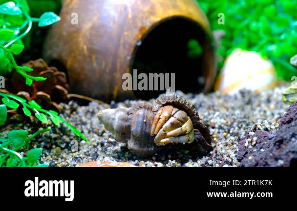 Animal Videography. Animal Close up. Footage of Hermit Crab activity at night inside the ...