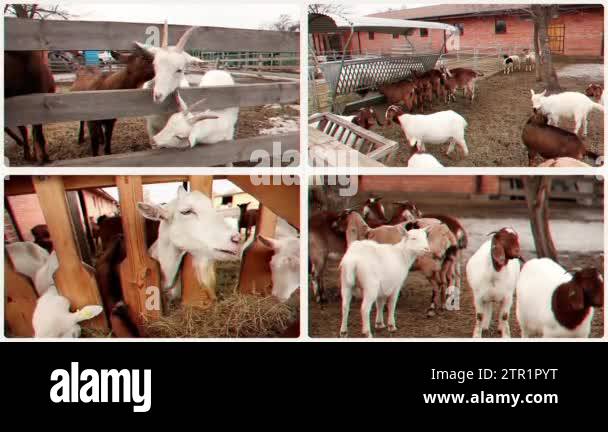 Goat farm. Goats on a farm in an open-air cage. Beautiful goats in an ...