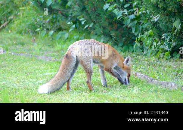 Red fox in the wild habitats. The red fox (Vulpes vulpes), largest of ...