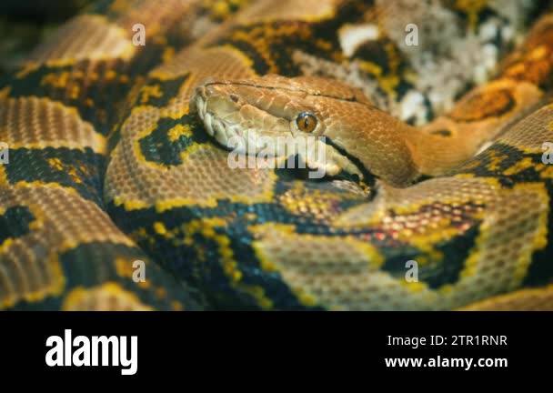 Giant nurse Stock Videos & Footage - HD and 4K Video Clips - Alamy