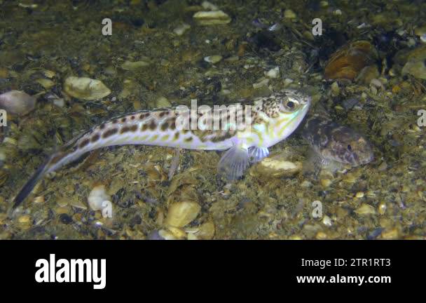 Two different fish species Stock Videos & Footage - HD and 4K Video ...