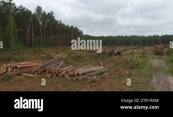 Aerial view flying slowly down over Deforestation showing trunks of ...