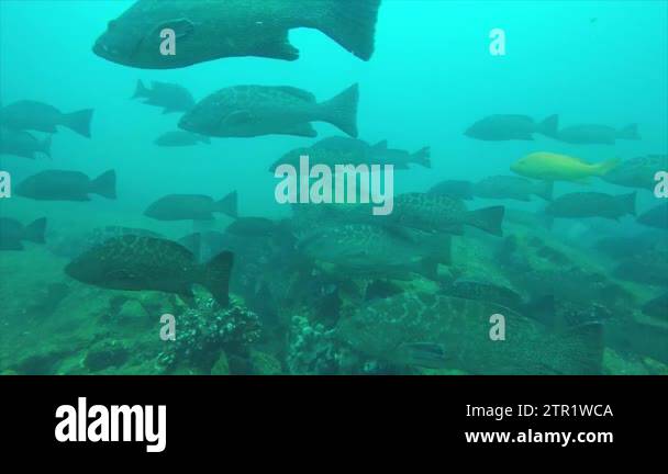 Leopard grouper (Mycteroperca rosacea), group feeding from the reefs of ...