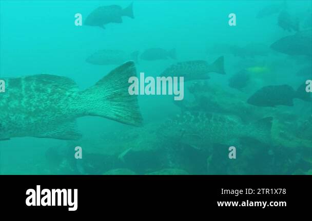 Leopard grouper (Mycteroperca rosacea), group feeding from the reefs of ...