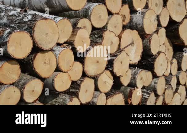 Truncated tree Stock Videos & Footage - HD and 4K Video Clips - Alamy