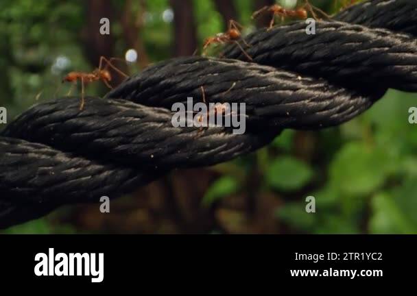 Sturdy rope Stock Videos & Footage - HD and 4K Video Clips - Alamy