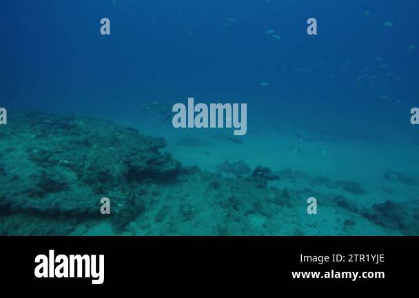California reefs Stock Videos & Footage - HD and 4K Video Clips - Alamy