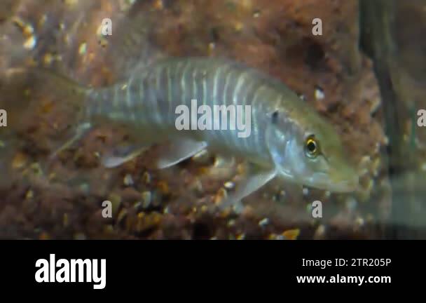 Predator of fish Stock Videos & Footage - HD and 4K Video Clips - Alamy