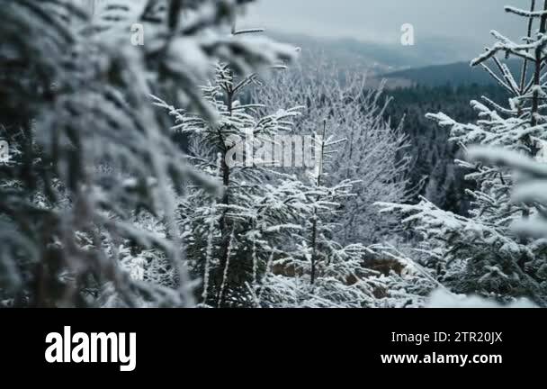 Snow trees landscape Stock Videos & Footage - HD and 4K Video Clips - Alamy