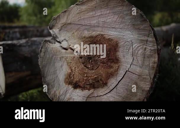 Cross section of tree trunk Stock Videos & Footage - HD and 4K Video ...