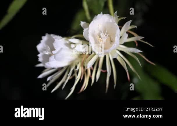 Brahma lotus flower Stock Videos & Footage - HD and 4K Video Clips - Alamy