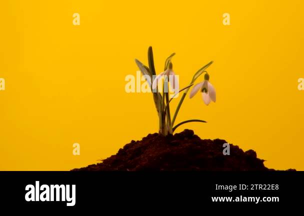 Snowdrop plant in soil Stock Videos & Footage - HD and 4K Video Clips ...