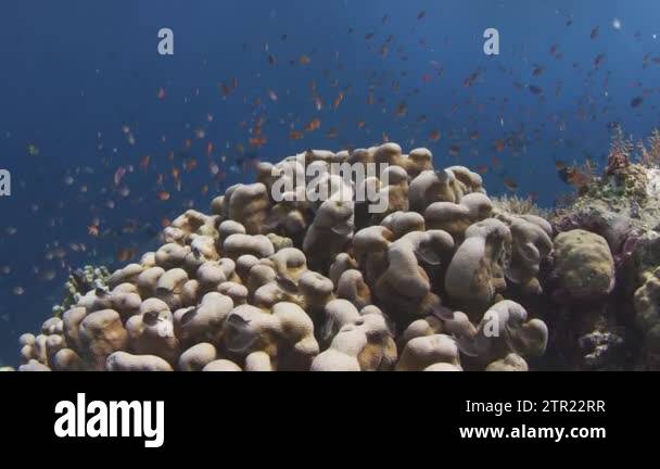 Millions of Chromis Damsel, Chromis sp, hiding in a coral , WAKATOBI ...
