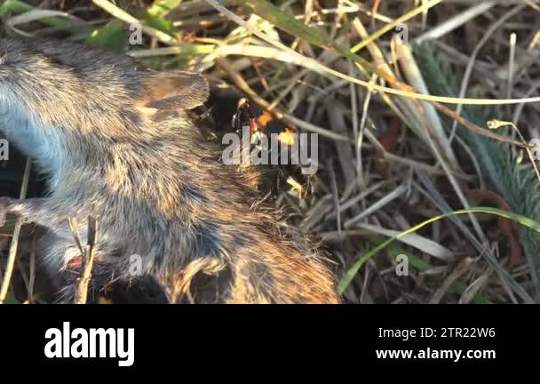 Burying beetles sexton genus Stock Videos & Footage - HD and 4K Video ...