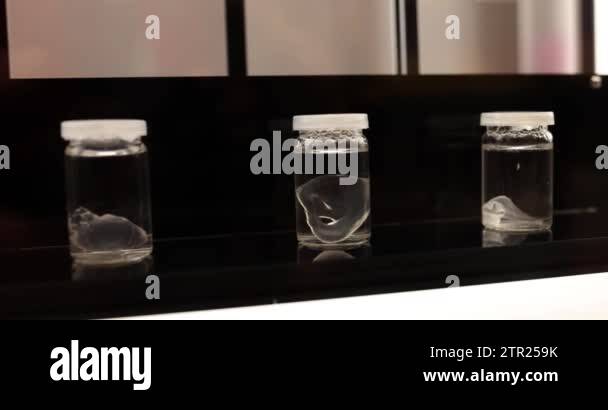 Transparent organs or skin in glass in solution in research laboratory ...