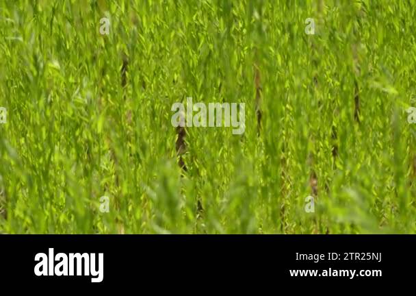 Flax (also known as common flax or linseed), Linum usitatissimum, is a ...