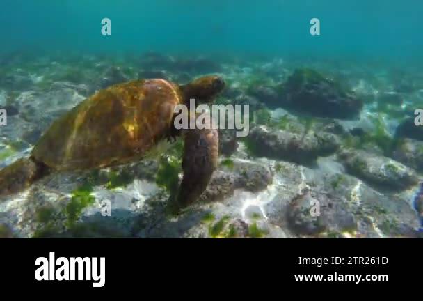 Wild sea turtle swimming underwater Stock Videos & Footage - HD and 4K Video Clips - Alamy