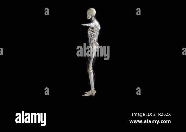Human anatomy. The anatomical model of a human skeleton is rotated ...