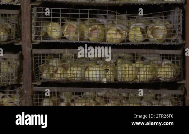 Egg box shell shells Stock Videos & Footage - HD and 4K Video Clips - Alamy