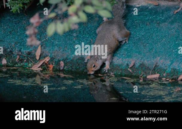 British water rat Stock Videos & Footage - HD and 4K Video Clips - Alamy