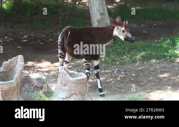 Okapi in zoo Stock Videos & Footage - HD and 4K Video Clips - Alamy