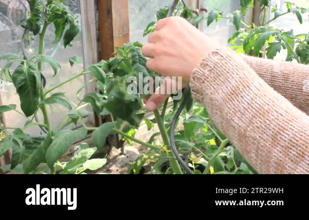 Pflanze Stock Videos & Footage - HD and 4K Video Clips - Alamy
