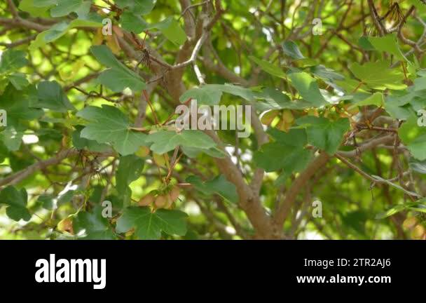 Species of southern spain Stock Videos & Footage - HD and 4K Video ...