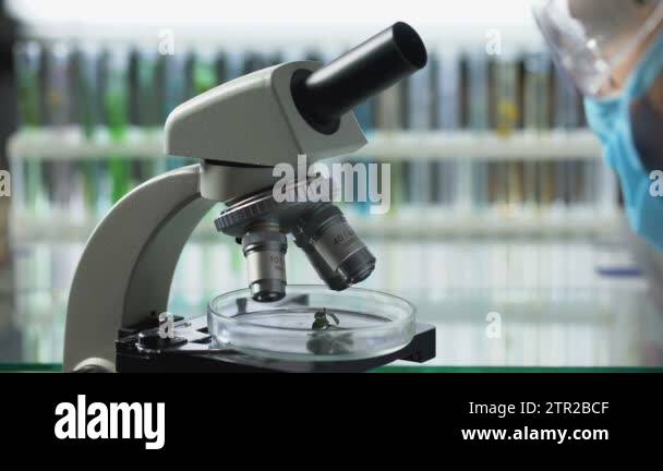Scientist observing plant under microscope, breeding of vegetable ...