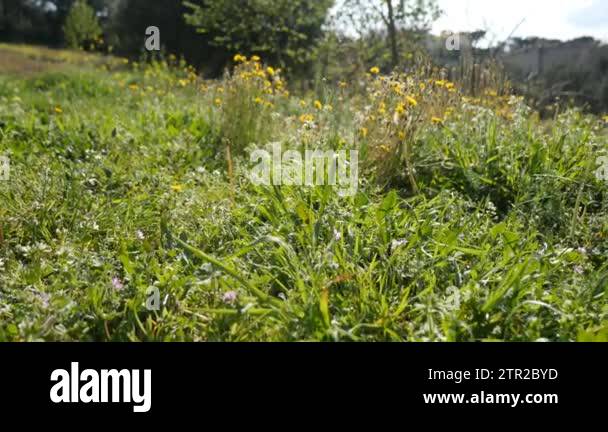 Flotal Stock Videos & Footage - HD and 4K Video Clips - Alamy