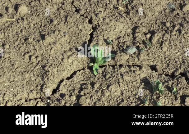 Very drought dry field land with poppy leaves Papaver somniferum ...
