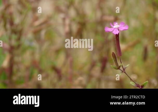 Silene cambessedesii. Silene is a genus of flowering plants in the ...