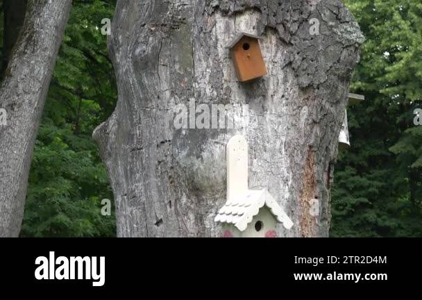 Decorative bird boxes Stock Videos & Footage - HD and 4K Video Clips ...