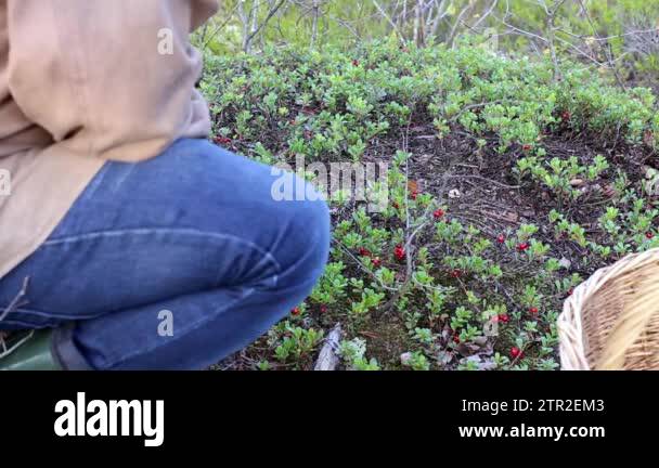 Man bushes Stock Videos & Footage - HD and 4K Video Clips - Alamy