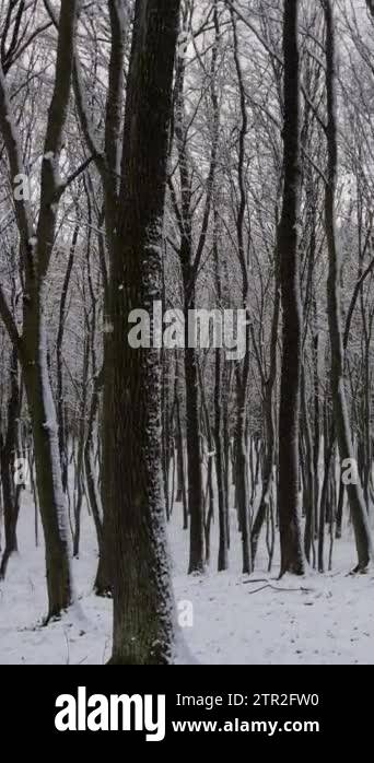 Vertical shot gloomy forest Stock Videos & Footage - HD and 4K Video Clips - Alamy