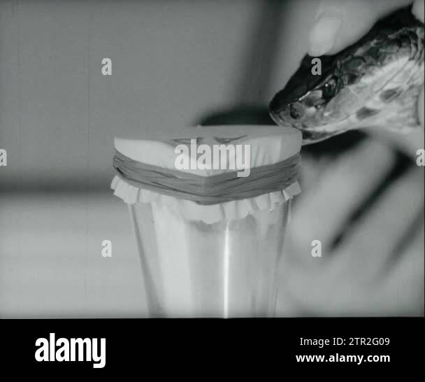 Venom extracting Stock Videos & Footage - HD and 4K Video Clips - Alamy