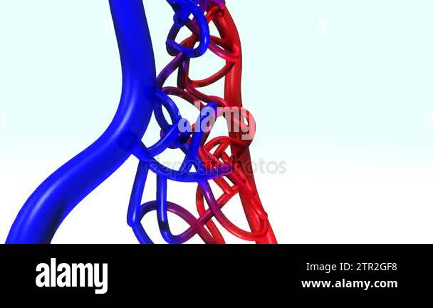 Vein artery anatomy Stock Videos & Footage - HD and 4K Video Clips - Alamy