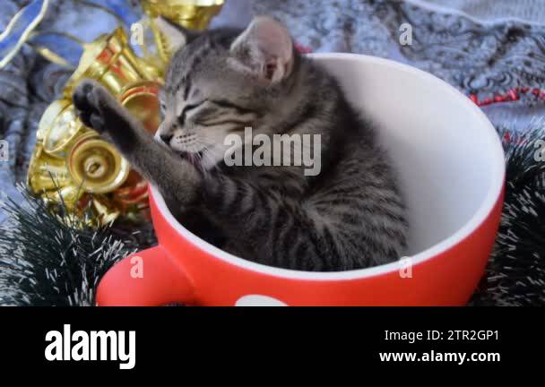 Kitty bathing Stock Videos & Footage - HD and 4K Video Clips - Alamy