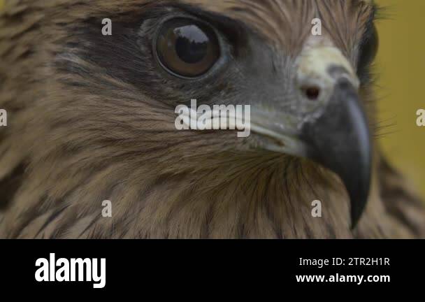 Raptor face Stock Videos & Footage - HD and 4K Video Clips - Alamy