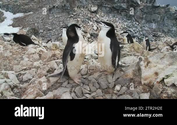 Animals in colonies Stock Videos & Footage - HD and 4K Video Clips - Alamy