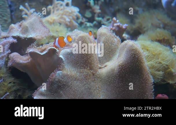 Clownfish life cycle Stock Videos & Footage - HD and 4K Video Clips - Alamy