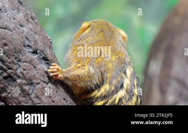 Pygmy marmoset (Cebuella pygmaea) is small species of New World monkey ...