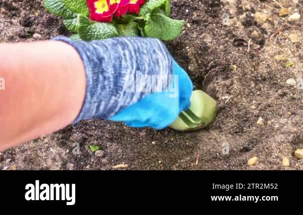Planting in the soil Stock Videos & Footage - HD and 4K Video Clips - Alamy
