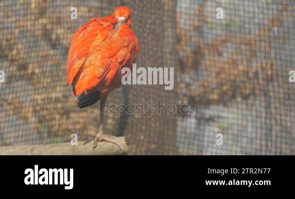 Scarlet Ibis is Standing on One His Leg Sleeping Bird Bright Red ...