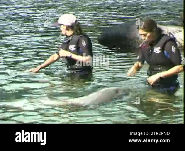 Dolphin trainers in swimming pool Stock Videos & Footage - HD and 4K ...