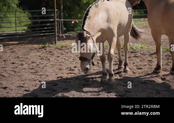 Capturing horses Stock Videos & Footage - HD and 4K Video Clips - Alamy