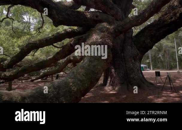 Historic angel oak tree Stock Videos & Footage - HD and 4K Video Clips ...