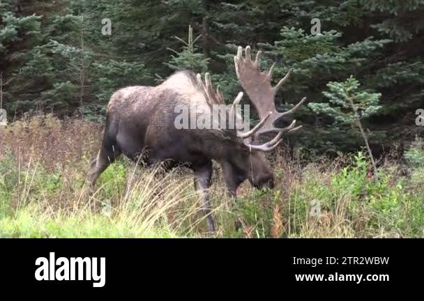 Moose antlers alaska Stock Videos & Footage - HD and 4K Video Clips - Alamy